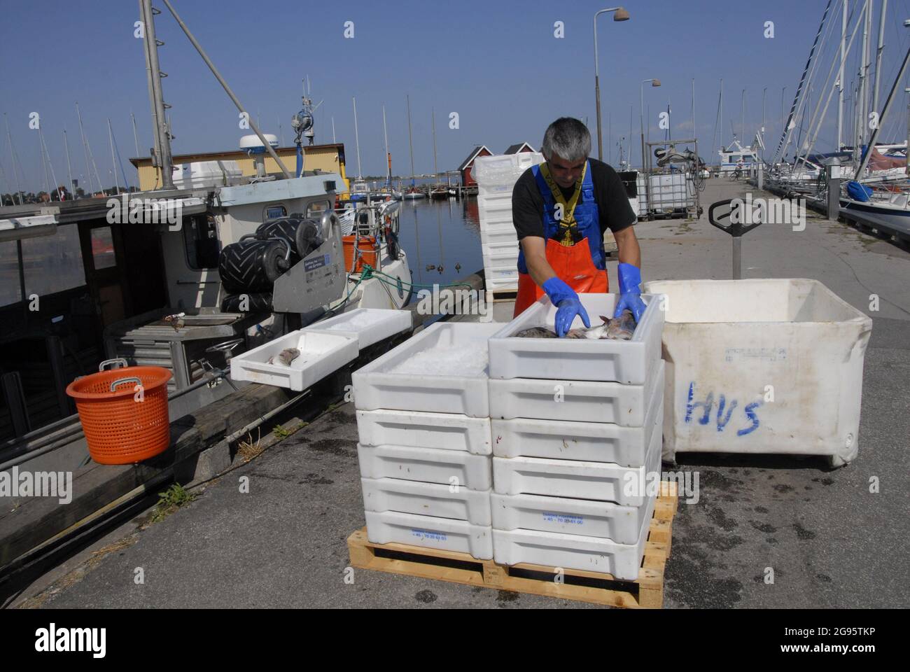 Dragor/Copenhagen/Denmark/ 21 August 2015 Danish fisherman sorting out ...