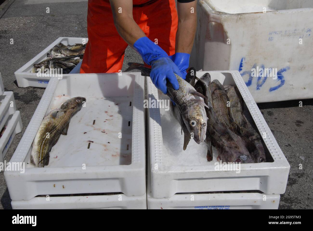 Dragor/Copenhagen/Denmark/ 21 August 2015 Danish fisherman sorting out ...