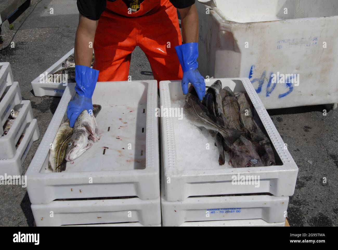 Dragor/Copenhagen/Denmark/ 21 August 2015 Danish fisherman sorting out ...