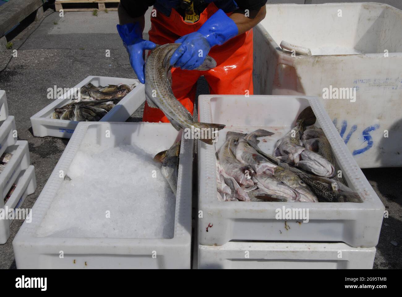 Dragor/Copenhagen/Denmark/ 21 August 2015 Danish fisherman sorting out ...
