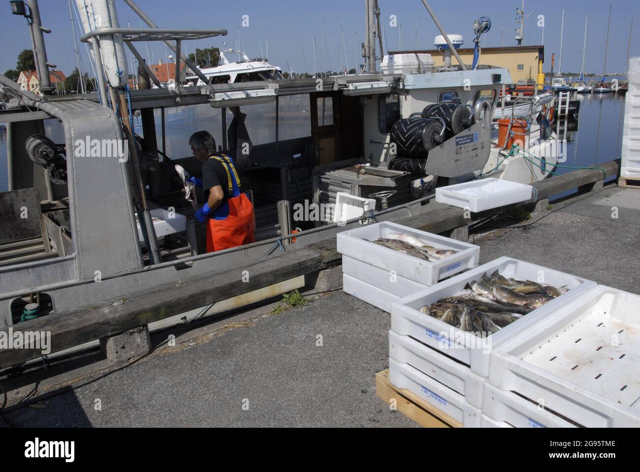 Dragor/Copenhagen/Denmark/ 21 August 2015 Danish fisherman sorting out ...
