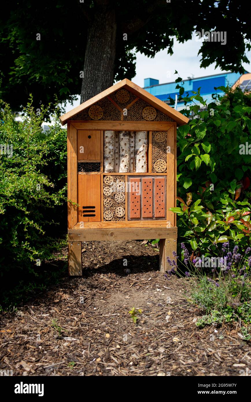 Cavity nesting solitary bees hi-res stock photography and images - Alamy