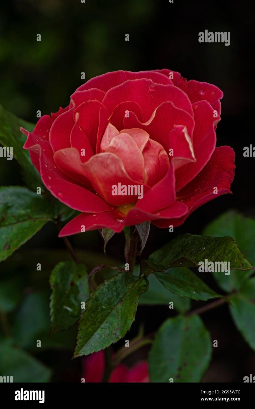 A beautiful Red Rose growing in a garden Stock Photo - Alamy