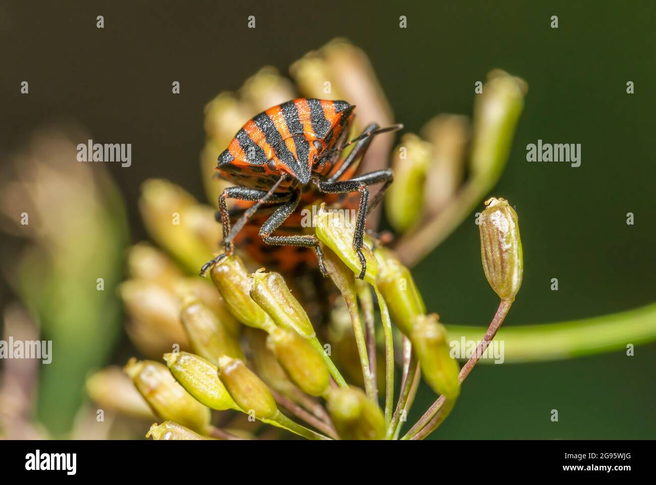 Graphosoma italicum beetle on a milkweed flower Stock Photo - Alamy
