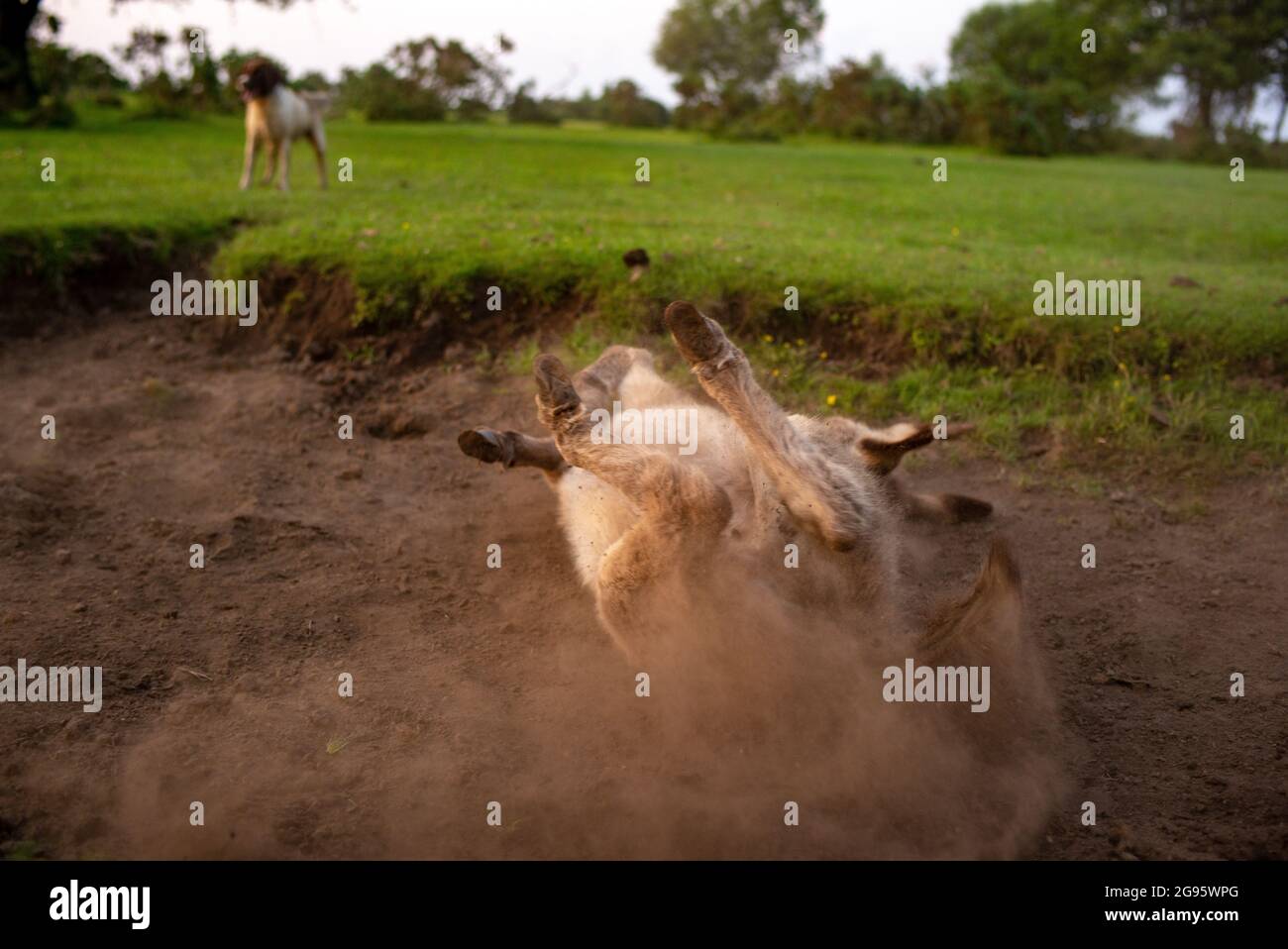 Donkey foal play hi-res stock photography and images - Alamy