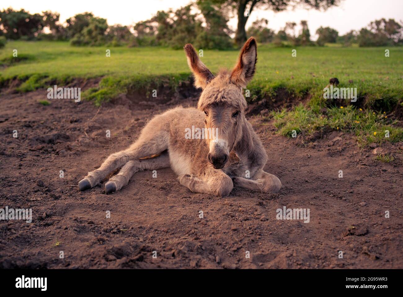 A very cute baby foal donkey sits in a dried out stream bed in the New ...