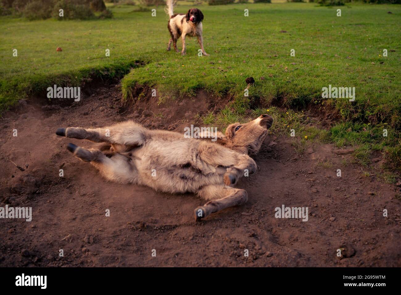 A very cute baby foal donkey sits in a dried out stream bed in the New ...