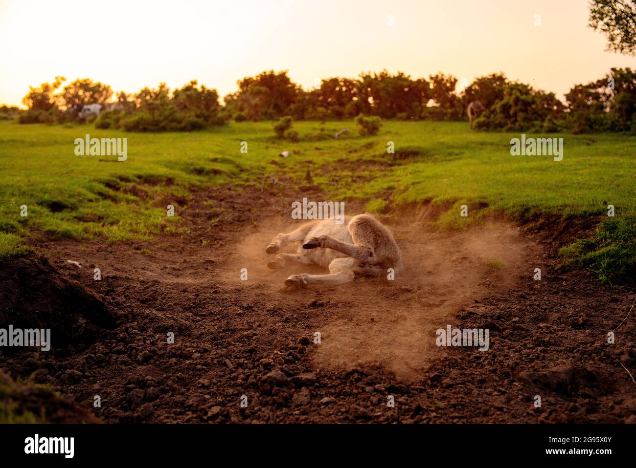 A very cute baby foal donkey sits in a dried out stream bed in the New ...