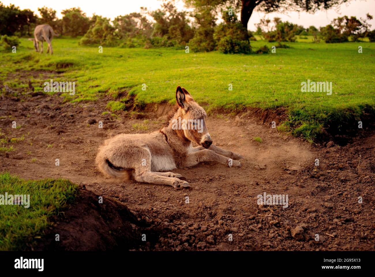 A very cute baby foal donkey sits in a dried out stream bed in the New ...