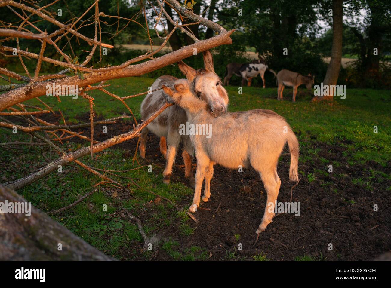 Donkey scratch hi-res stock photography and images - Alamy