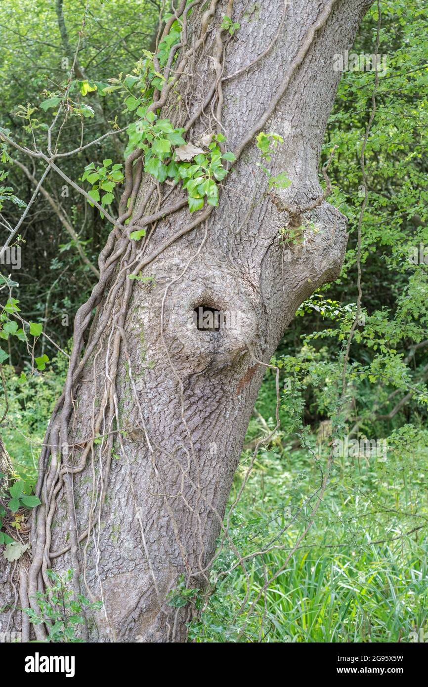 Tree trunk with natural tree hole or tree hollow with Common Ivy ...