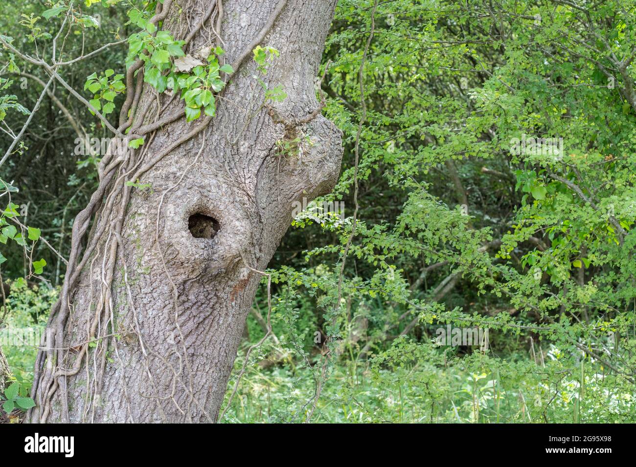 Tree trunk with natural tree hole or tree hollow with Common Ivy ...
