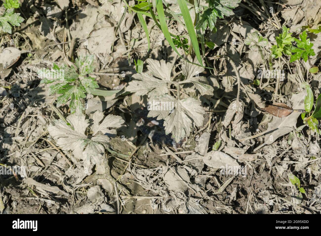 Ground level plant foliage covered with a layer of mud after flood ...