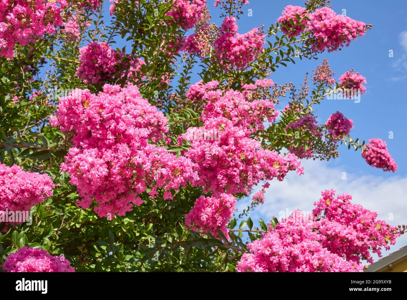 pink inflorescence of Lagerstroemia indica shrub Stock Photo - Alamy