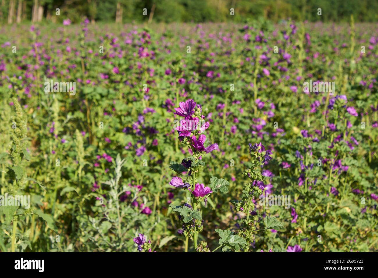 organic cultivation of Malva sylvestris plant Stock Photo - Alamy