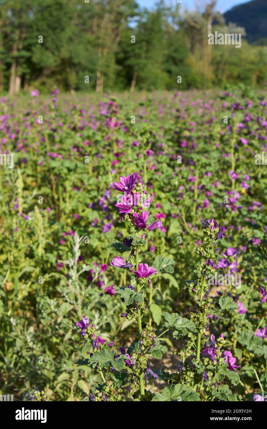 organic cultivation of Malva sylvestris plant Stock Photo - Alamy