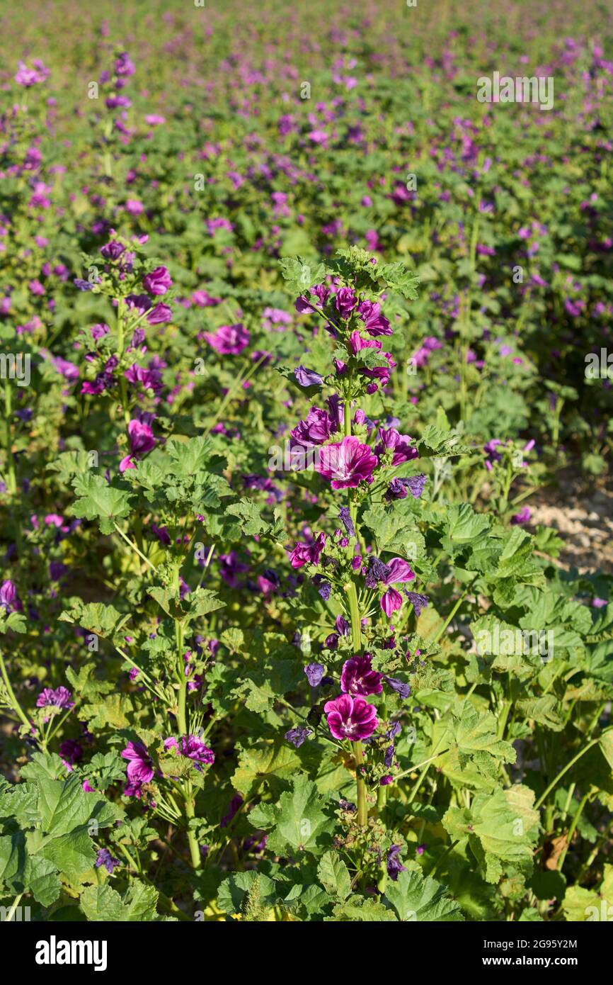 organic cultivation of Malva sylvestris plant Stock Photo - Alamy
