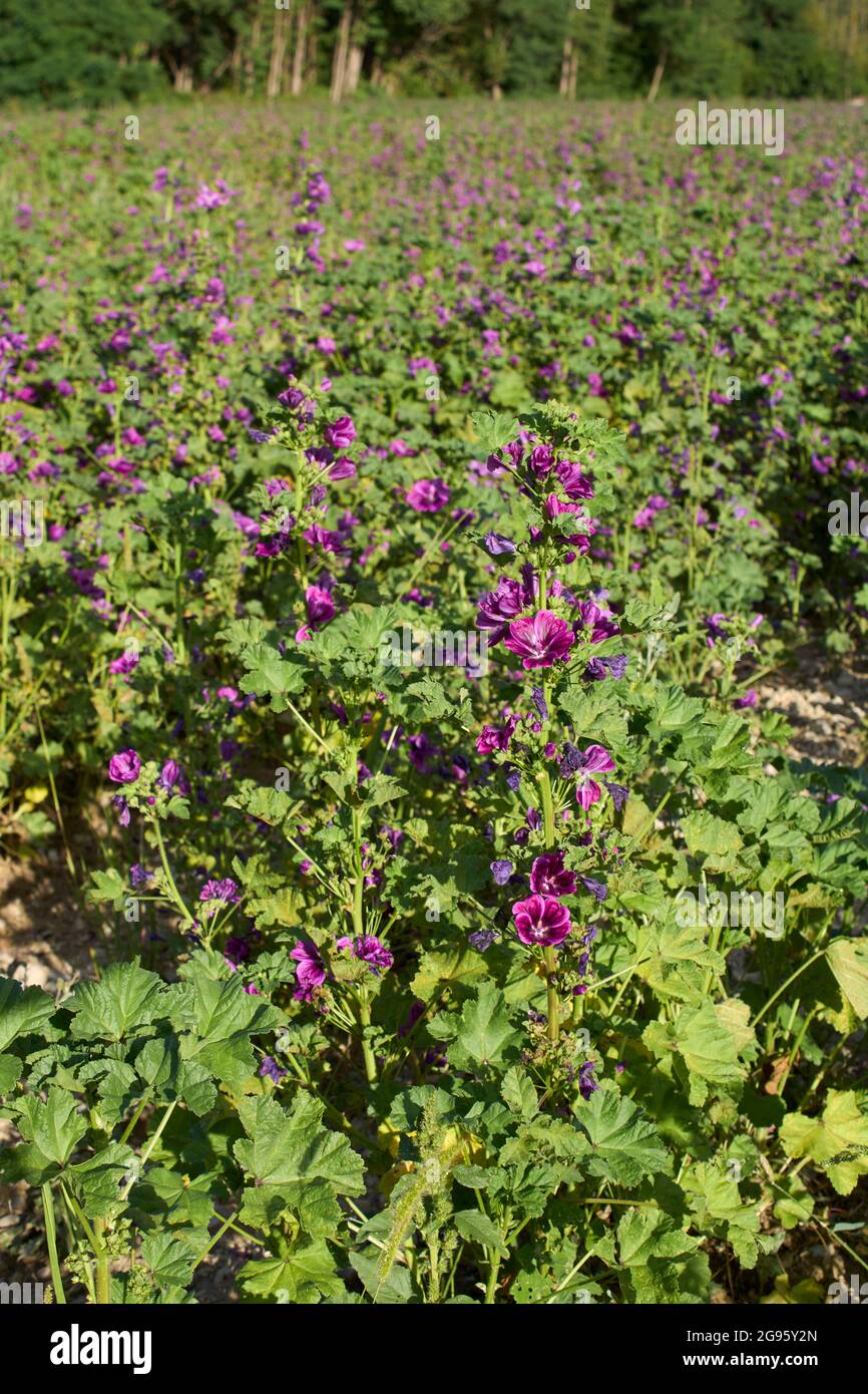 organic cultivation of Malva sylvestris plant Stock Photo - Alamy