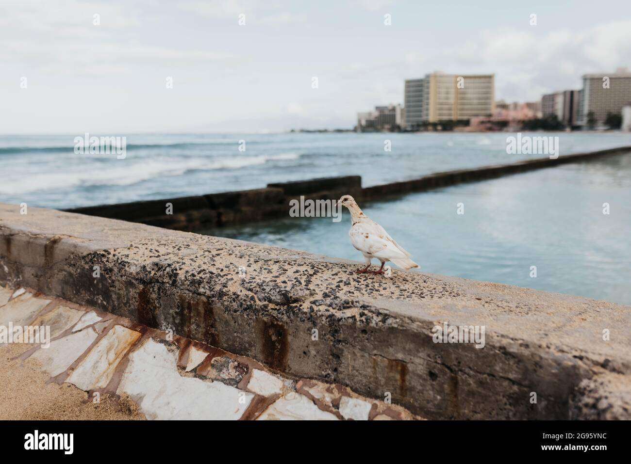 Bird walks along edge of a pier on Waikiki beach Stock Photo - Alamy