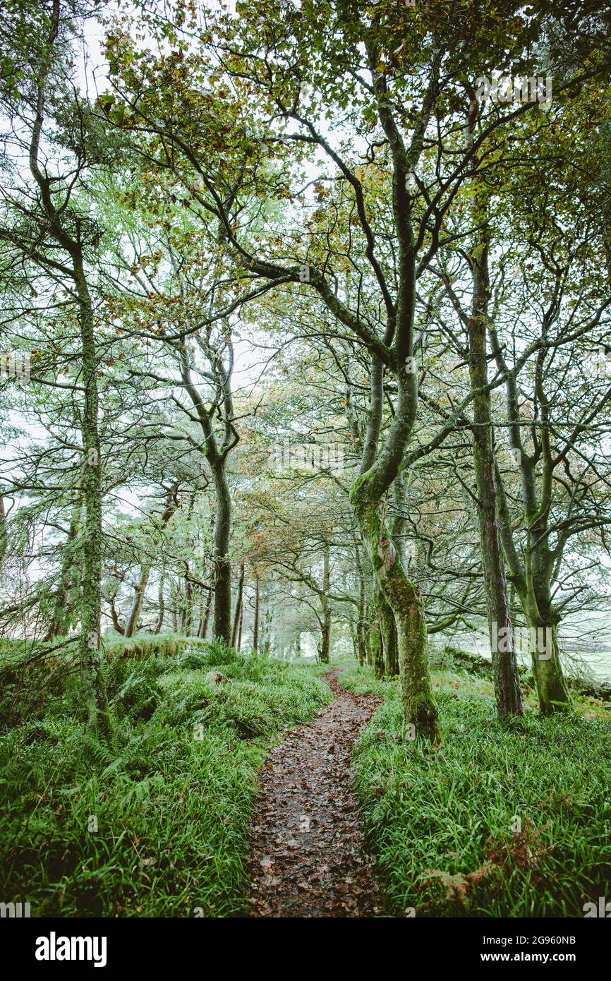 A path leading through a small grove of trees at Hadrian's Wall in the ...