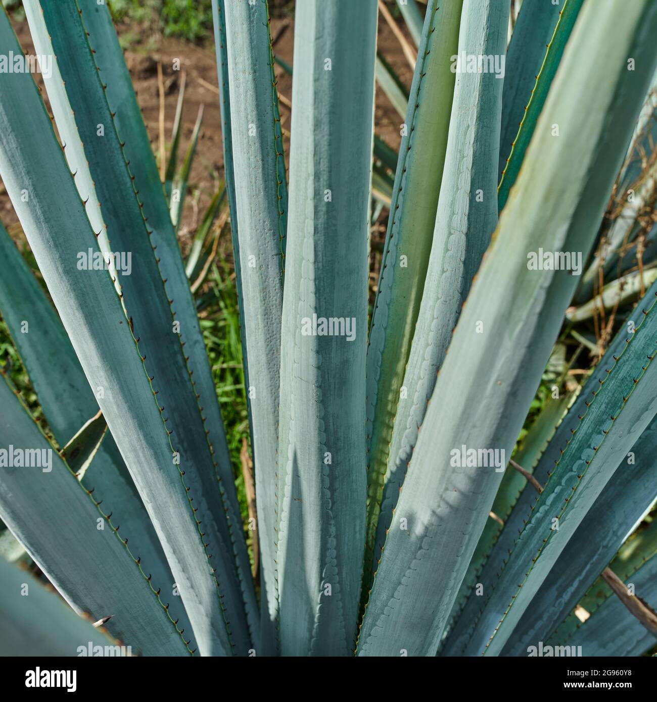Blue agave plantation in the field to make tequila Stock Photo - Alamy