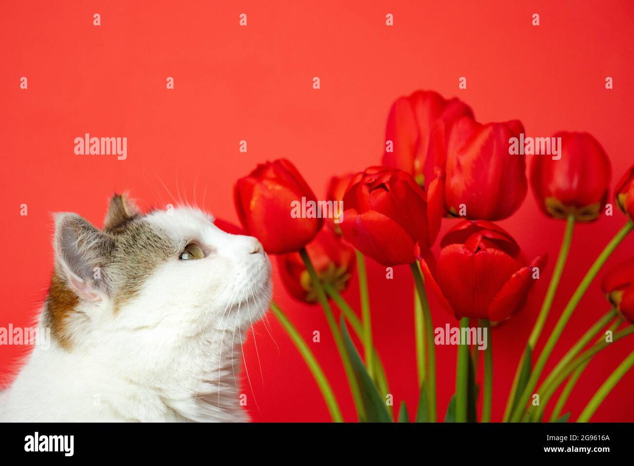 Cat and red flowers on a red background Stock Photo - Alamy