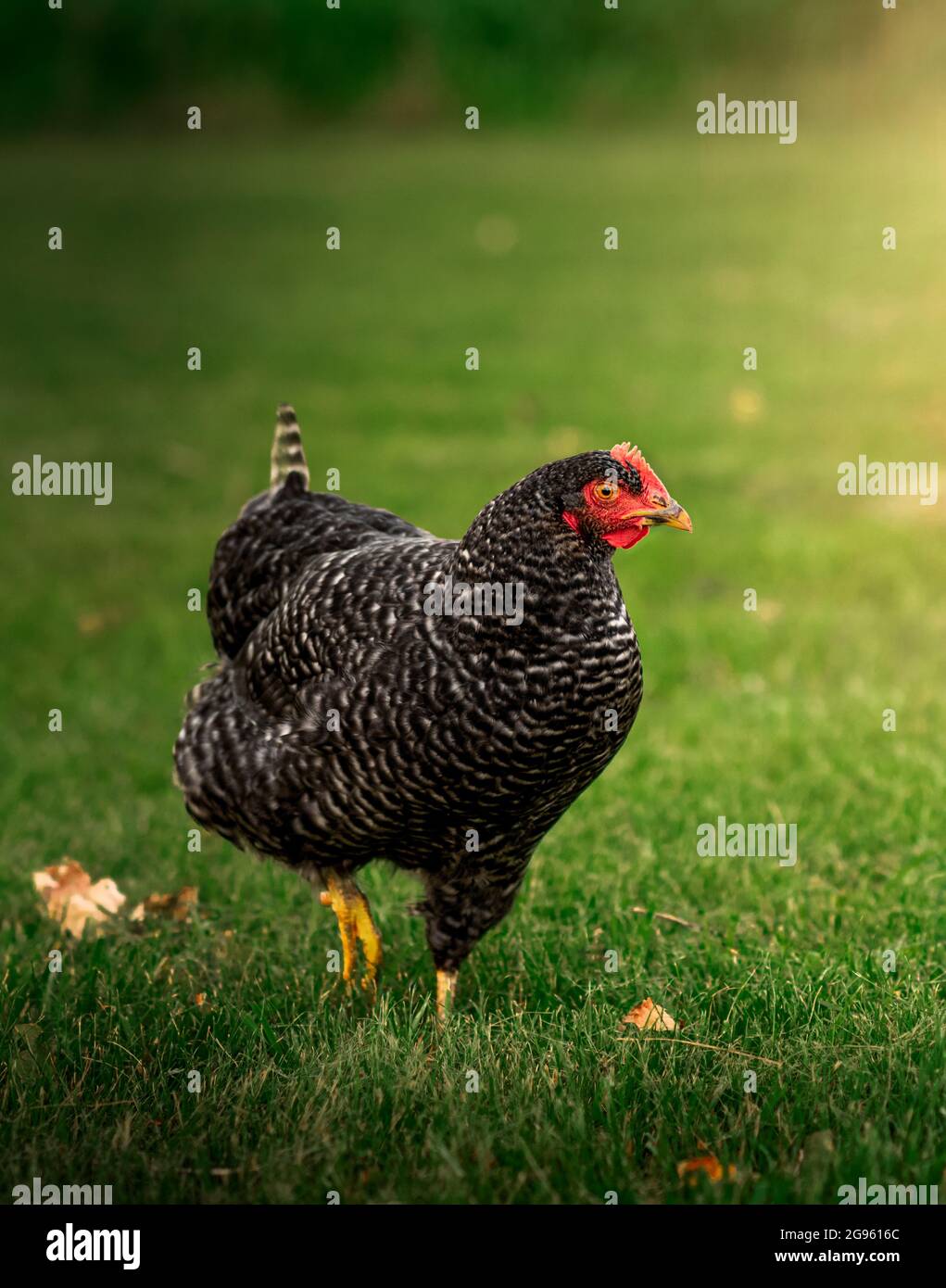 Cuckoo Maran chicken standing in green grass in a backyard Stock Photo ...