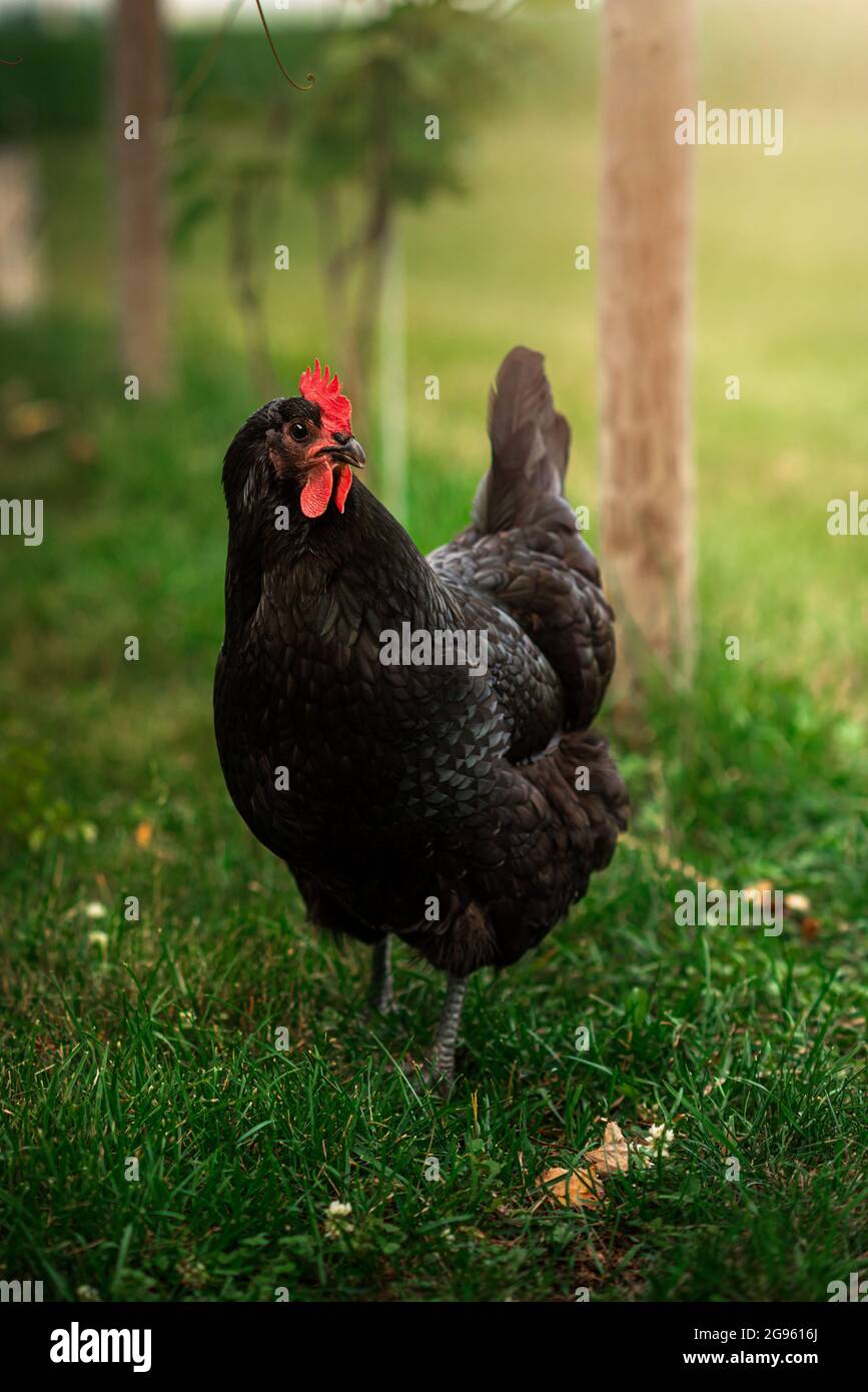 Black australorp hen hi-res stock photography and images - Alamy