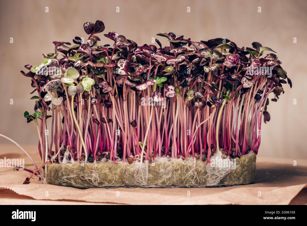 Radish cress hi-res stock photography and images - Alamy