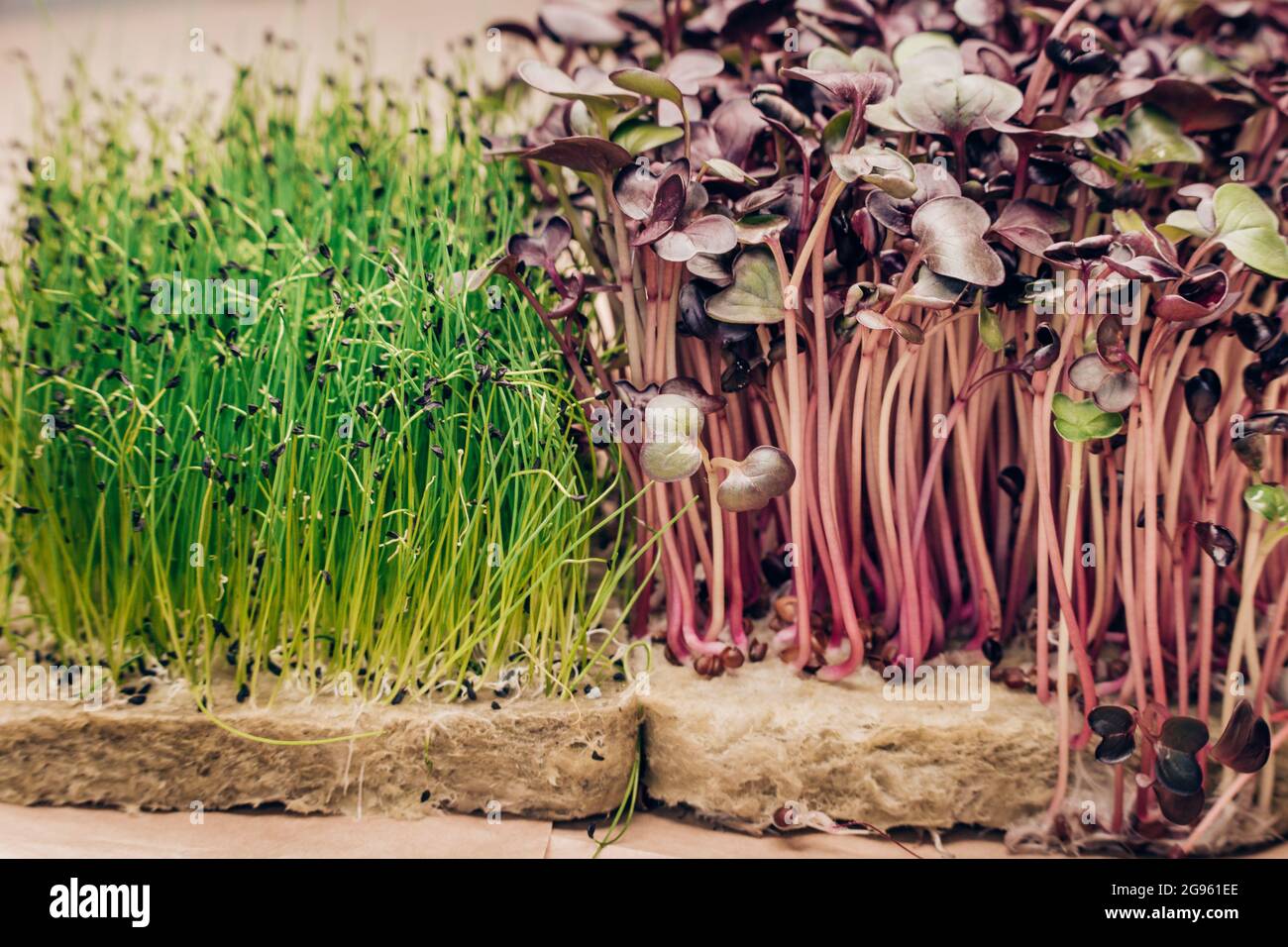 close-up of young plant shoots Stock Photo - Alamy