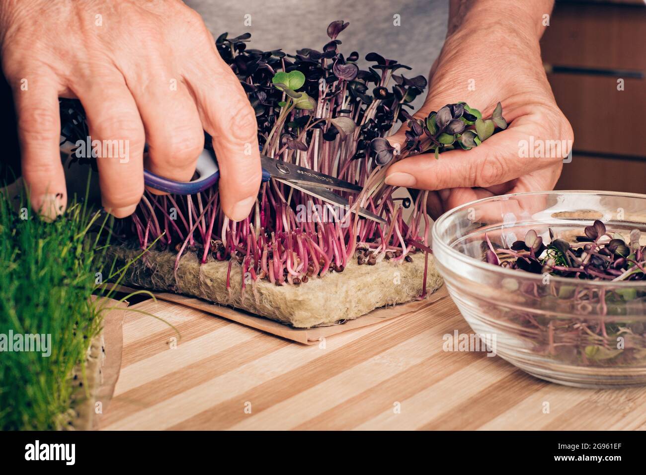Organic Sango radish cress. radish cress Scissors Stock Photo - Alamy
