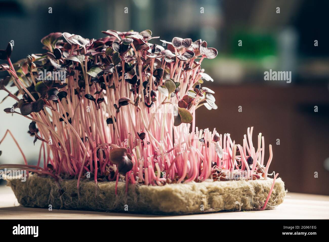 Cress variety hi-res stock photography and images - Alamy