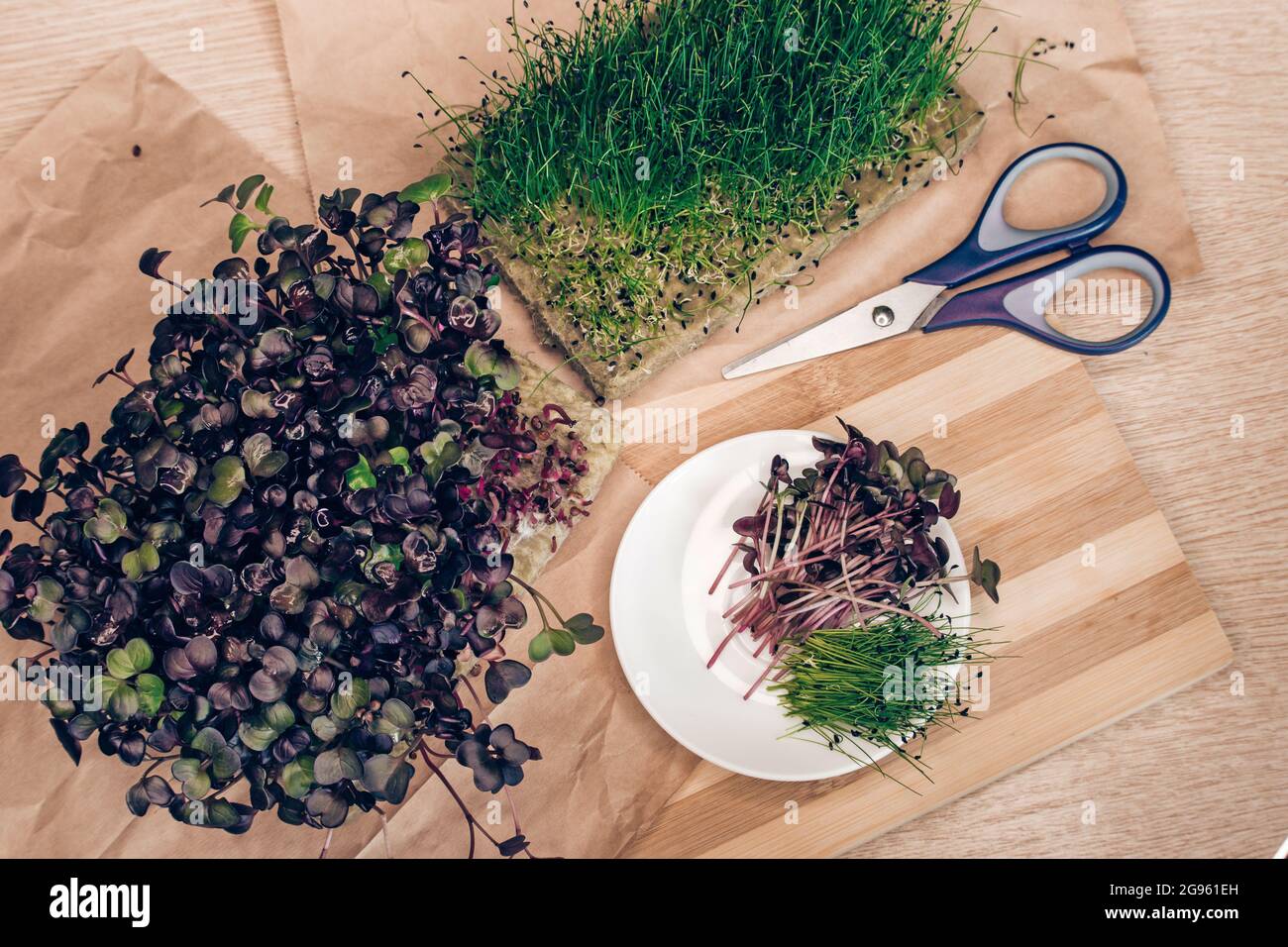 Organic Sango radish cress leek Scissors. top view Stock Photo - Alamy