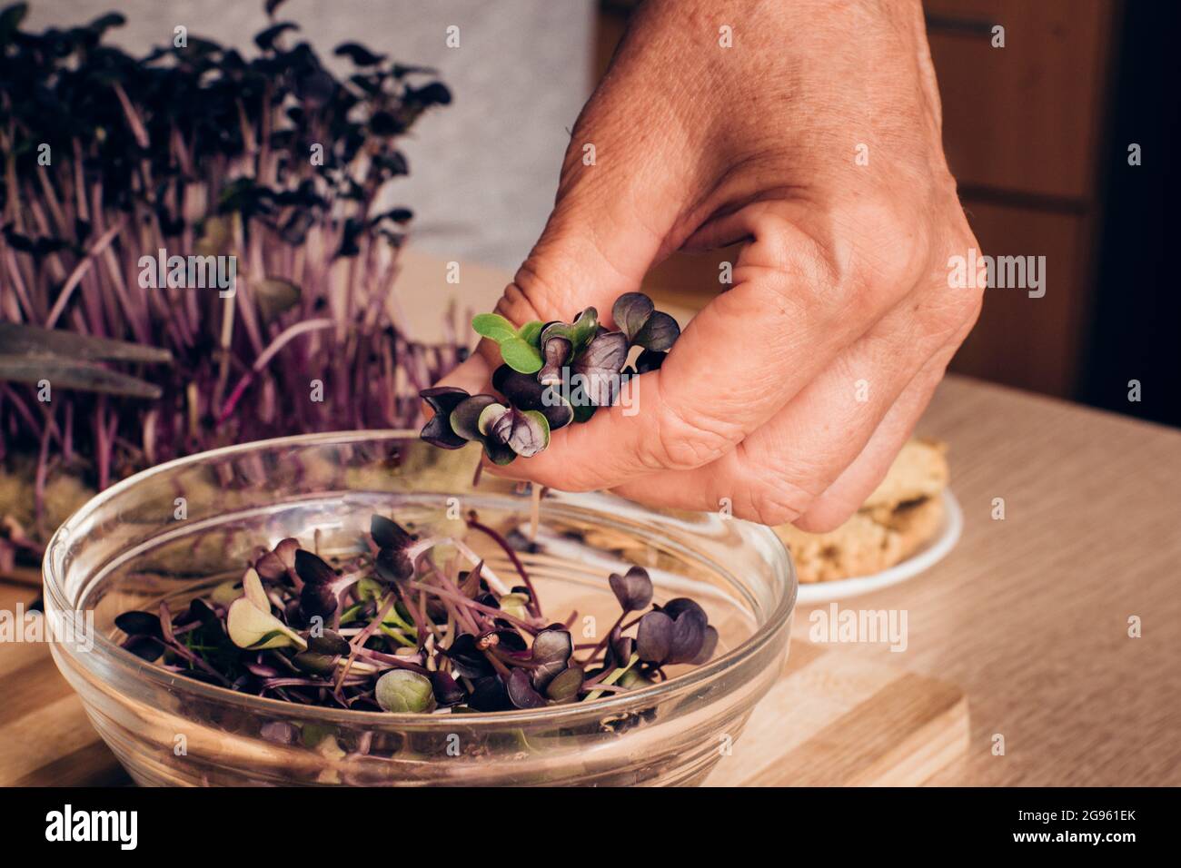Lunch bowl of organic radish sprouts Stock Photo - Alamy