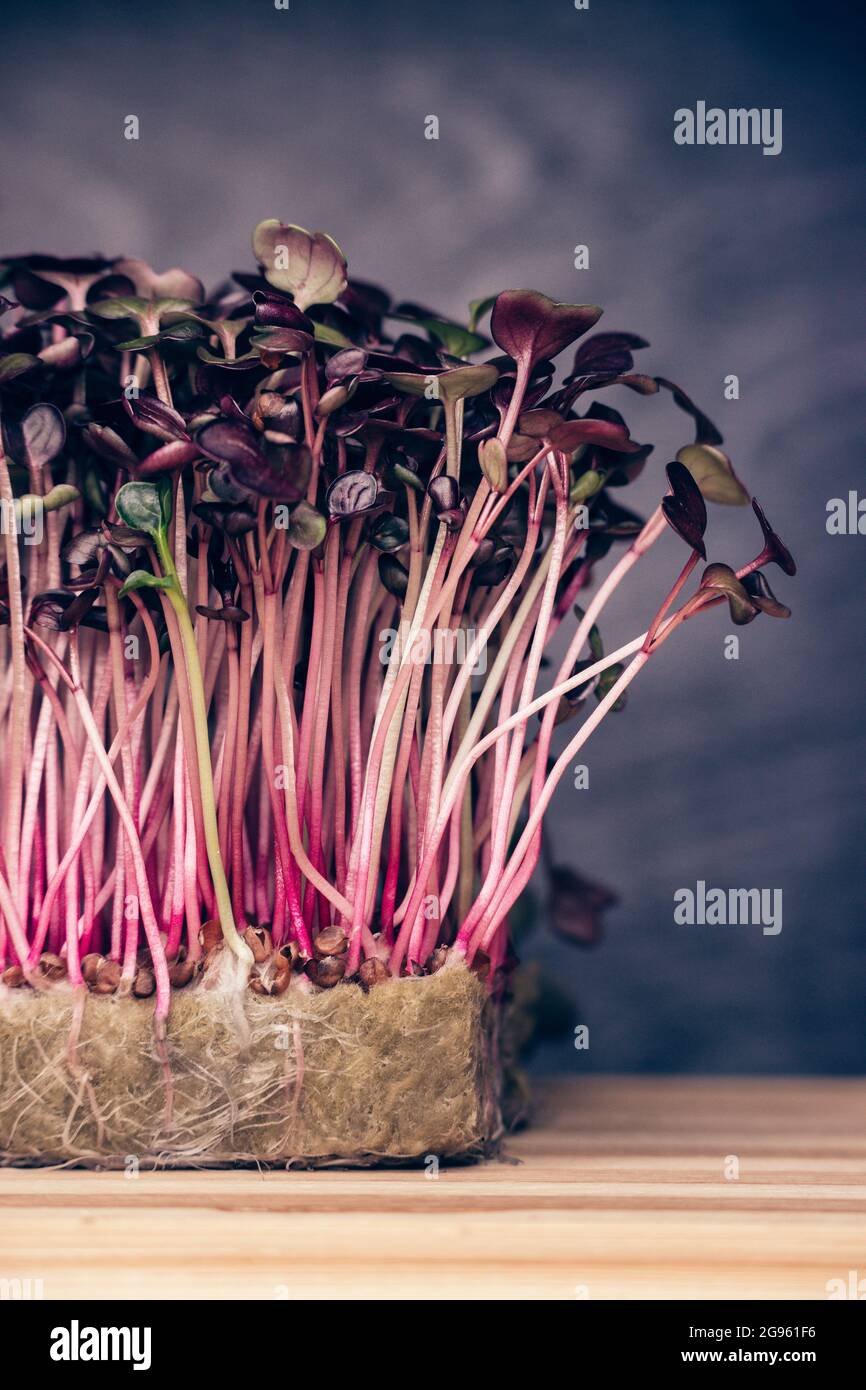 Sango radish hi-res stock photography and images - Alamy