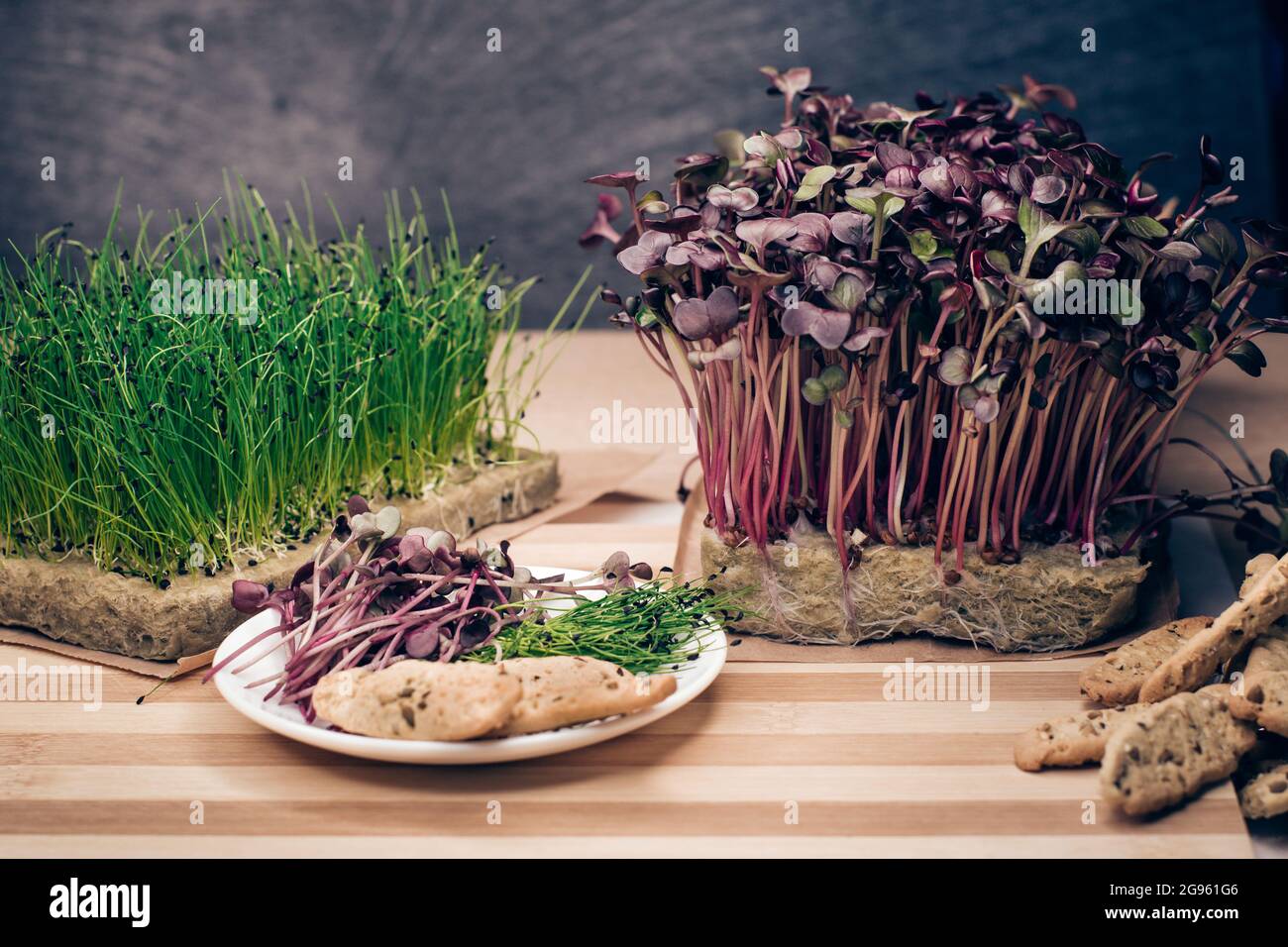 Raw radish cress sprouts hi-res stock photography and images - Alamy