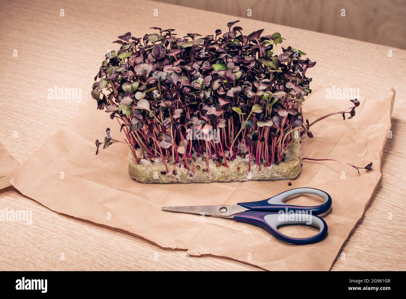 Radish cress hi-res stock photography and images - Alamy