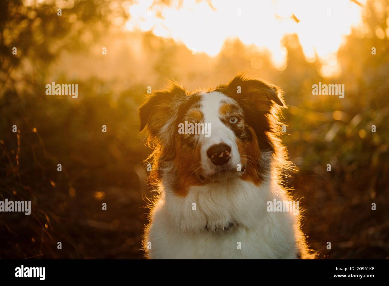 Blue merle tri colour australian shepherd hi-res stock photography and ...