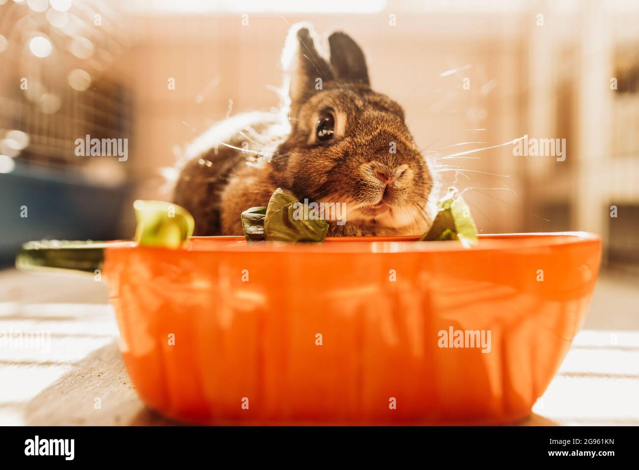 Dwarf Rabbit eating lettuce in a carrot bowl Stock Photo - Alamy