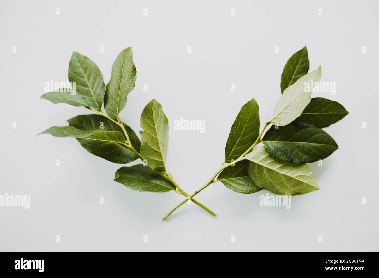 Overhead view of fresh greenery placed on white background Stock Photo ...