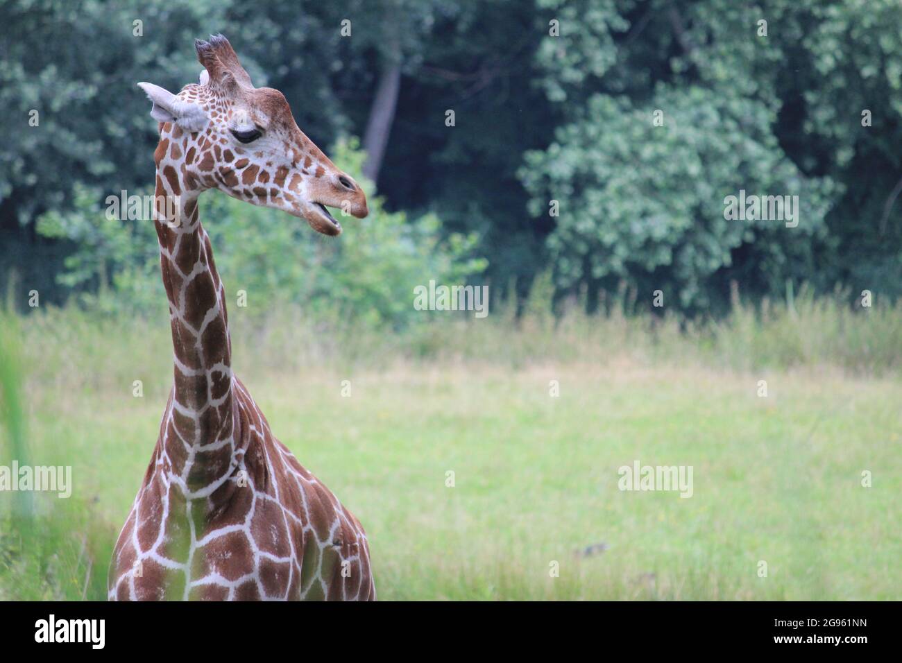 Reticulated giraffe in Overloon zoo, the Netherlands Stock Photo - Alamy