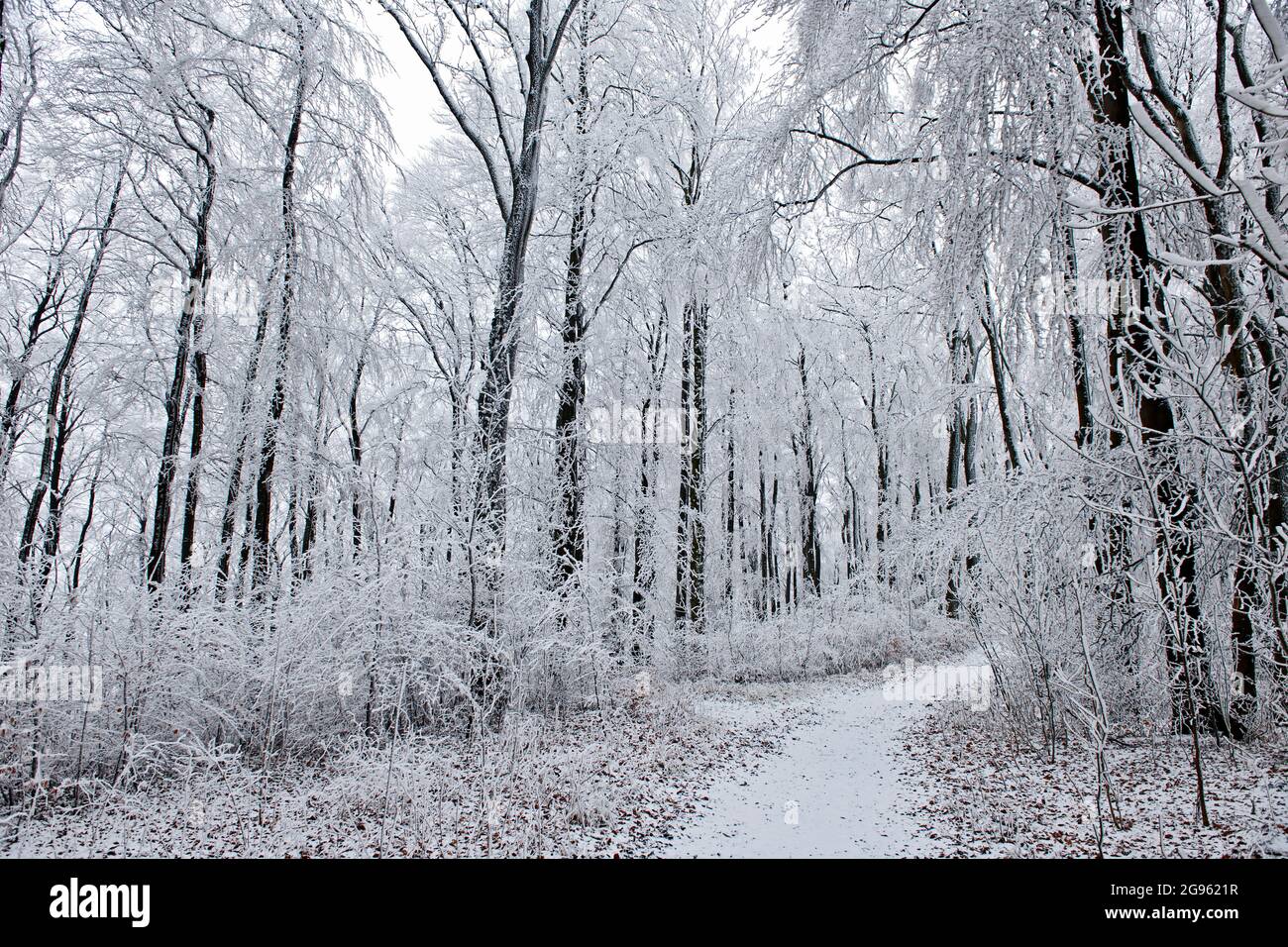 path at frosty German forest in Lower Saxony Stock Photo - Alamy