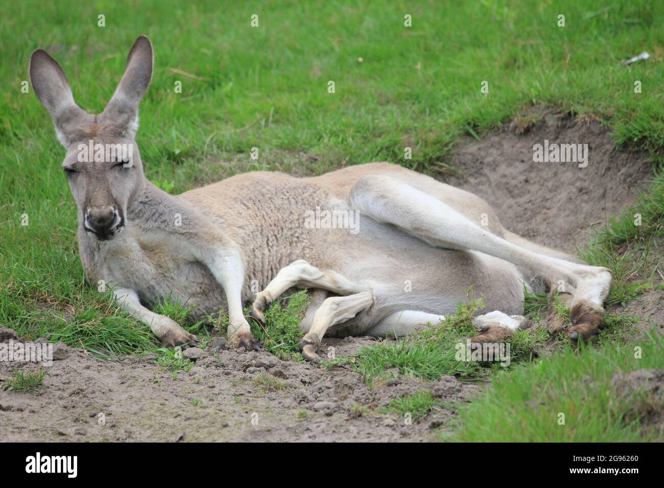 Red kangaroo in Overloon zoo, the Netherlands Stock Photo - Alamy