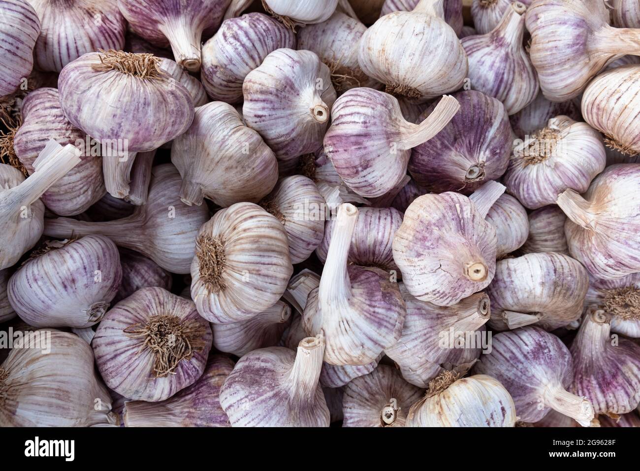 Pile of garlic heads bulbs, Fresh garlic background. Close-up full ...