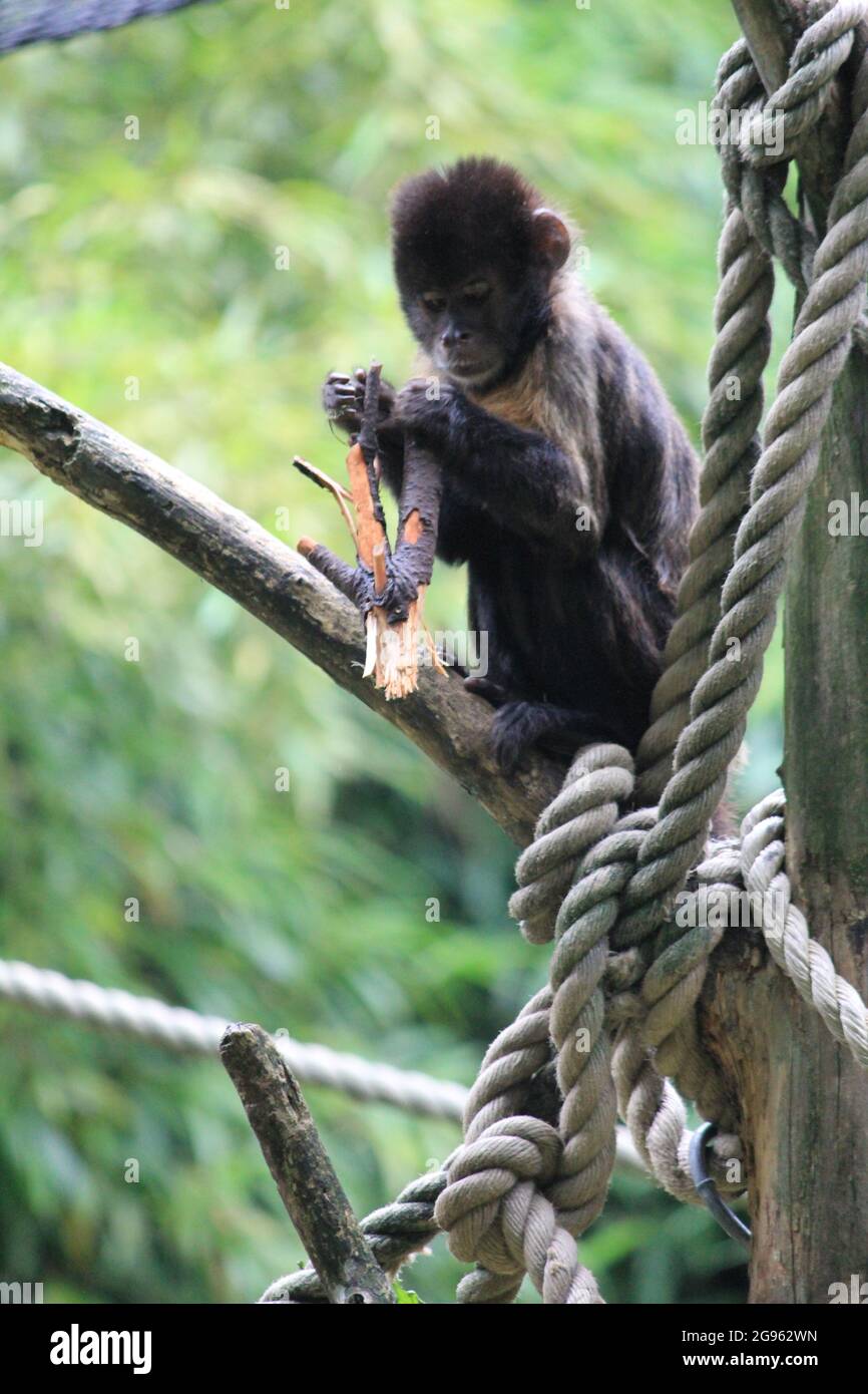 Golden-bellied capuchin in Overloon zoo, the Netherlands Stock Photo ...