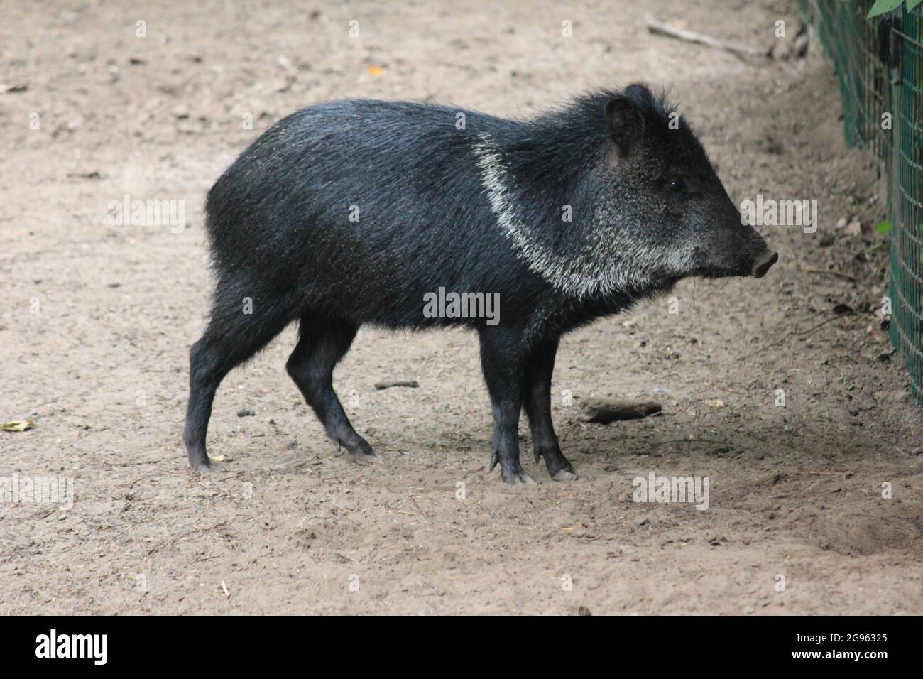 Flooded grasslands and savannas hi-res stock photography and images - Alamy