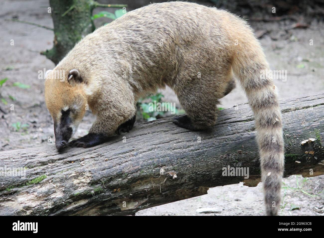 South American coati Stock Photo - Alamy