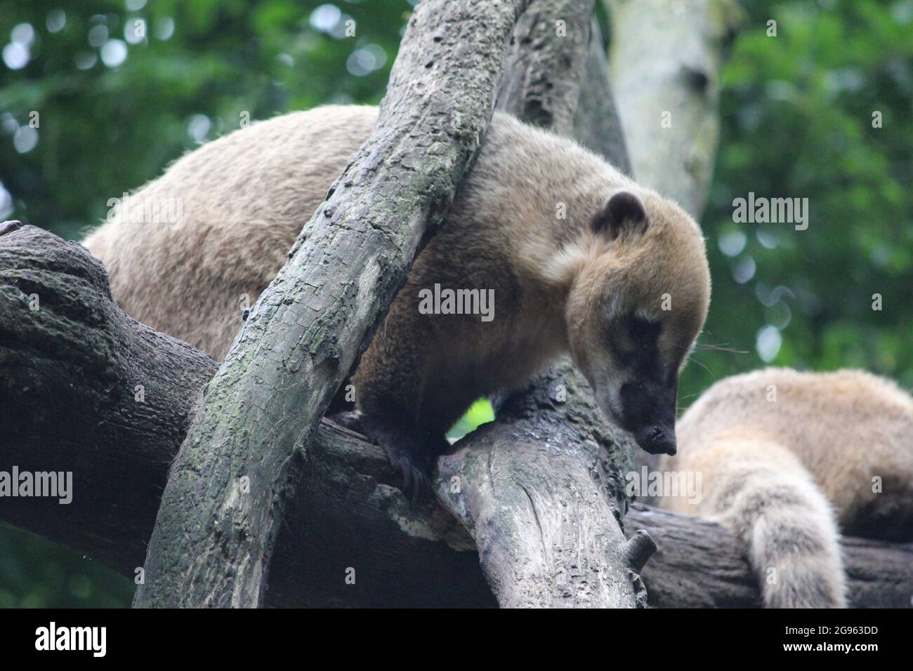 South American coati Stock Photo - Alamy