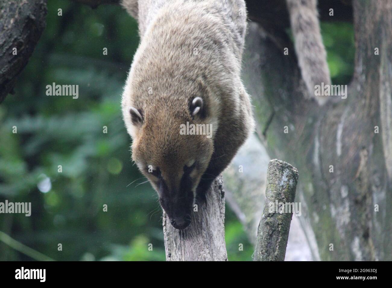 South american coati group hi-res stock photography and images - Alamy