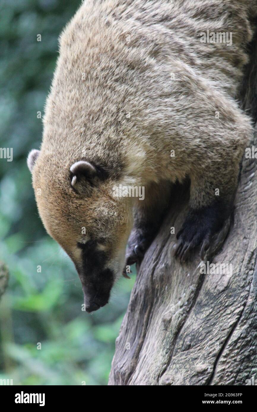 South American coati Stock Photo - Alamy